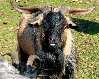 Ram-Thumbnail - The Museum Of Appalachia